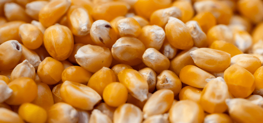 Mycotoxin and aflatoxin: Why testing is critical for export-grade corn ...